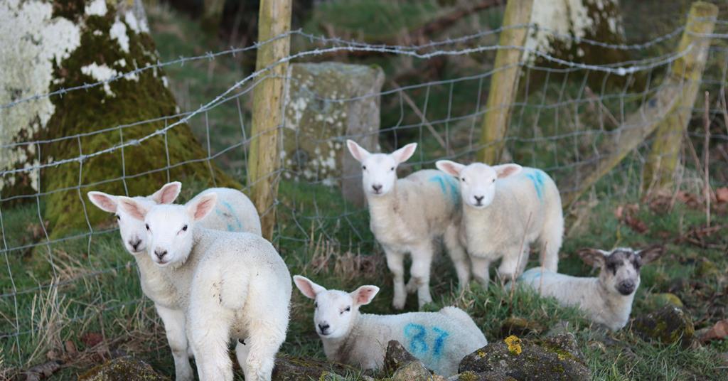 Lamb prices soar as mortality rates climb due to impact of weather and ...