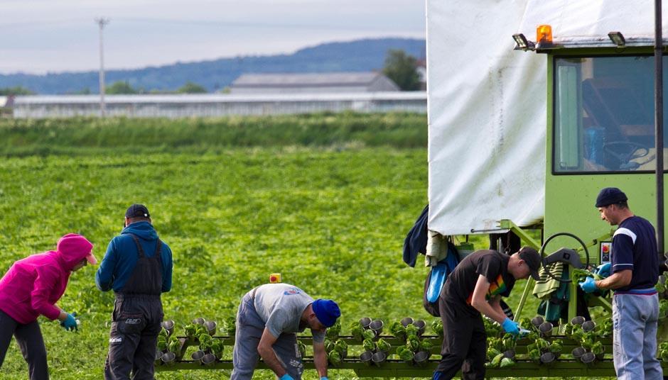 Brexit labour shortages 'killing' fruit & veg sector | News | The Grocer