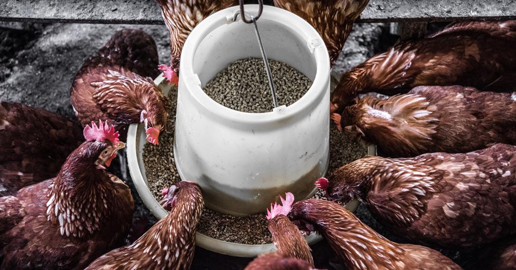 How chicken producers can make a positive impact with soy supply checks ...