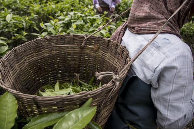 Lipton Teas & Infusions to sell troubled Kenyan tea plants | The Grocer