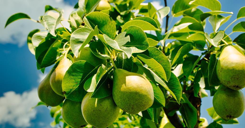 The foods on the brink of extinction (and how we can bring them back ...