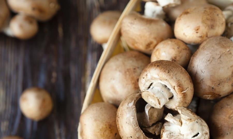 Quorn and other industry leaders join forces to create Fungi Protein ...