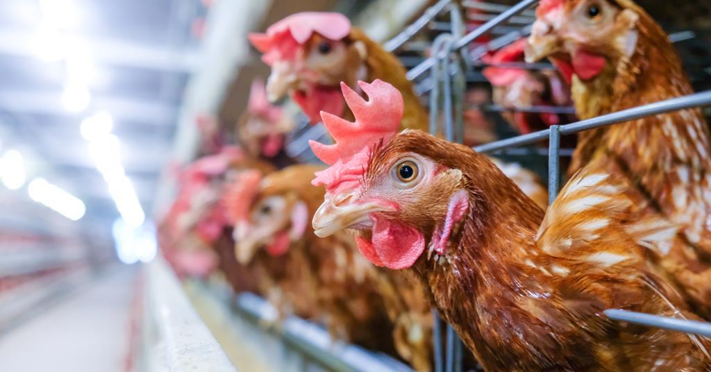 Is the UK really a world leader on animal welfare? | Analysis ...