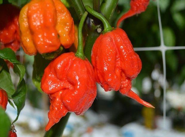 Tesco lists 'world's hottest' Carolina Reaper chilli pepper | News ...