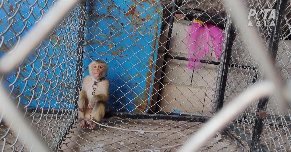 Co-op ditches Thai supplier over monkey labour concerns | The Grocer