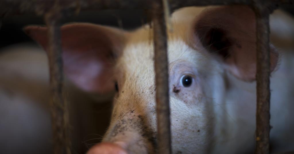 Is the UK really a world leader on animal welfare? | Analysis ...
