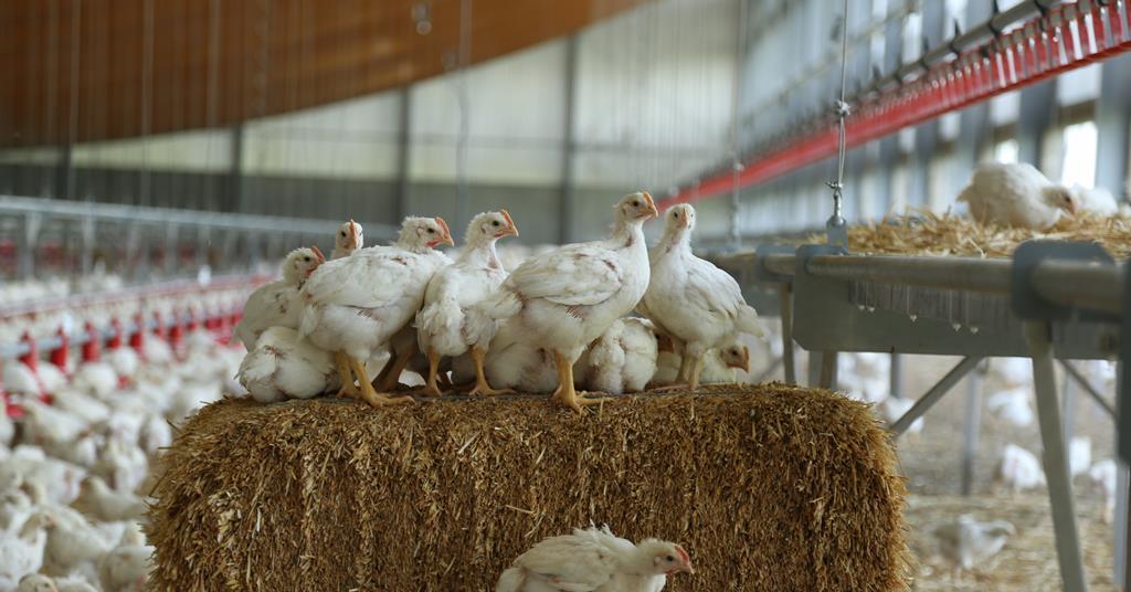 Is the UK really a world leader on animal welfare? | Analysis ...