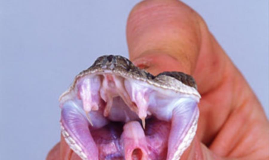 Snake Venom is world's strongest beer: anyone fangs-y one? | Comment ...
