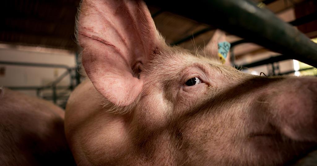 Animal welfare in focus as US and India trade deals loom | The Grocer