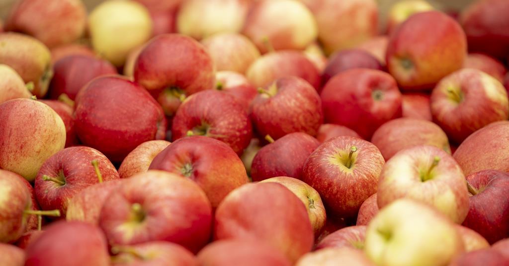 Bumper apple harvest with sweeter fruit expected after sunny spring ...