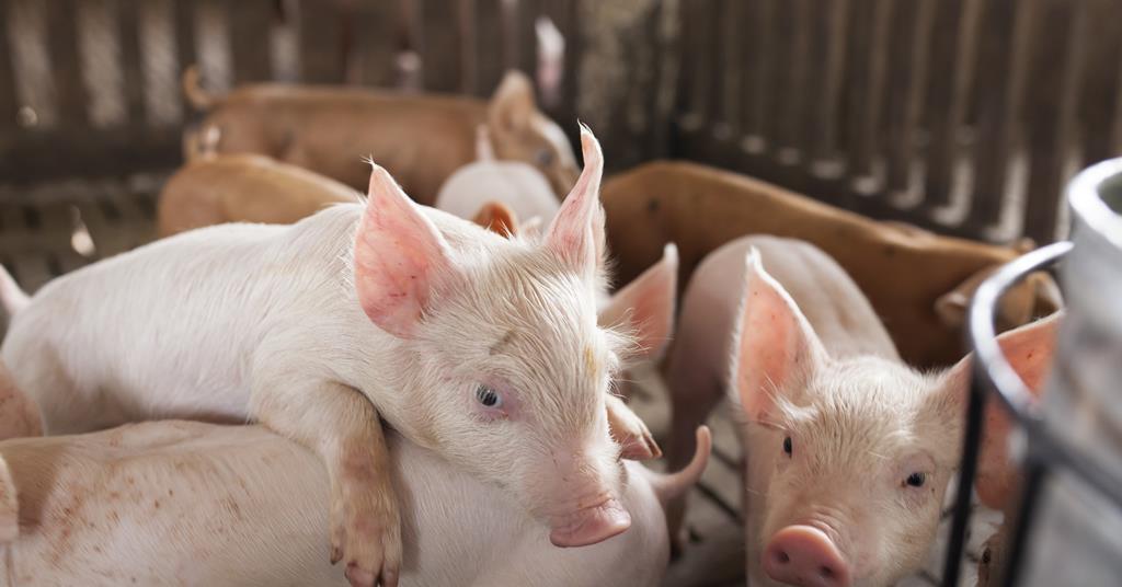 Is the UK really a world leader on animal welfare? | Analysis ...