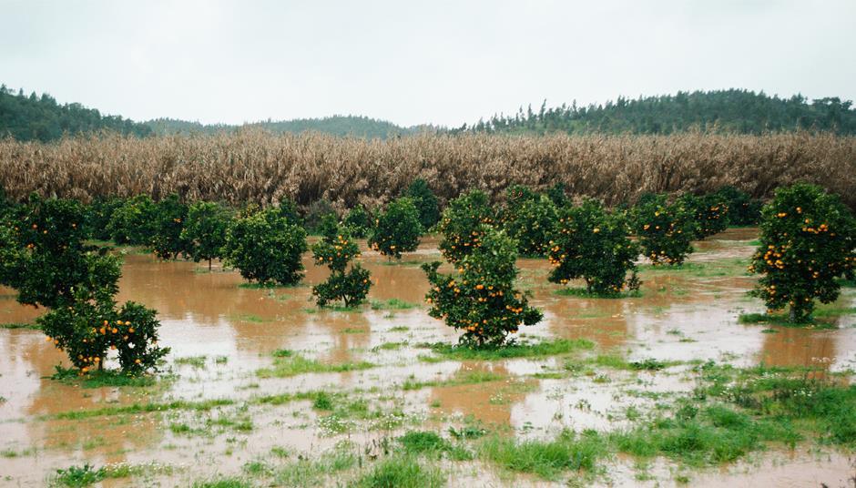 Christmas citrus supplies set to be hit by Spanish floods | News | The ...