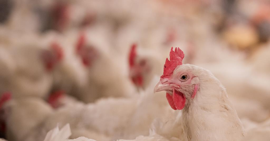 Carrying chickens by legs to be legalised in UK | The Grocer