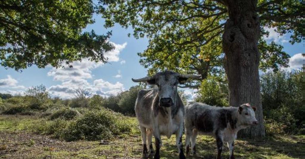 Knepp Estate launches sustainability-focused Wild Range meat business ...
