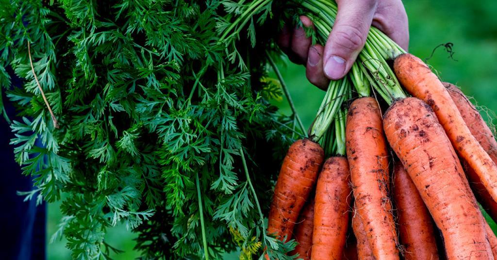 Tesco grants Leaf marque certification to all UK growers | News | The ...