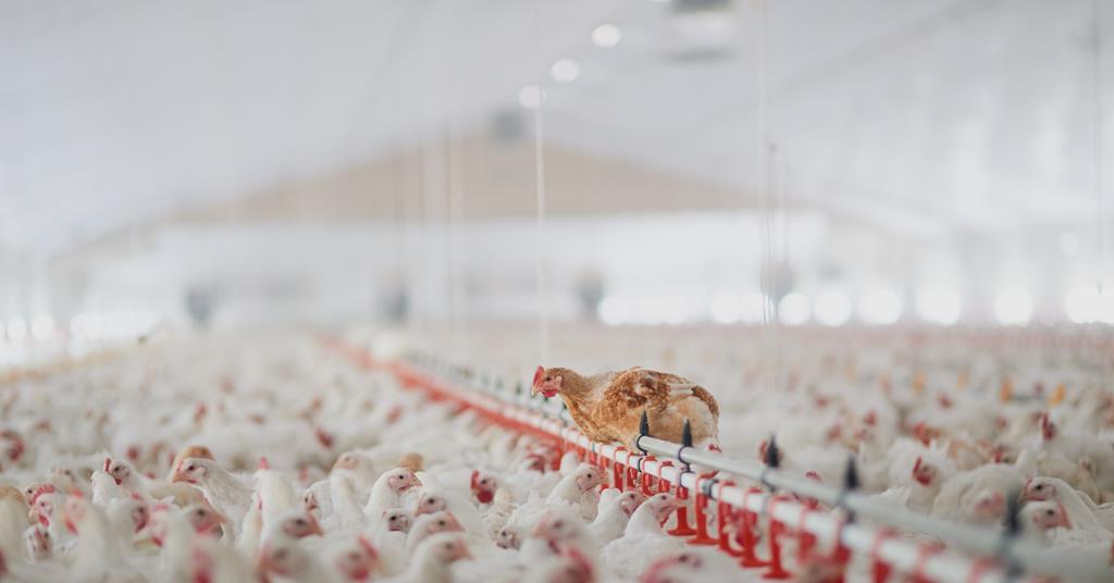 Animal welfare warnings ahead of Gulf trade deal | The Grocer