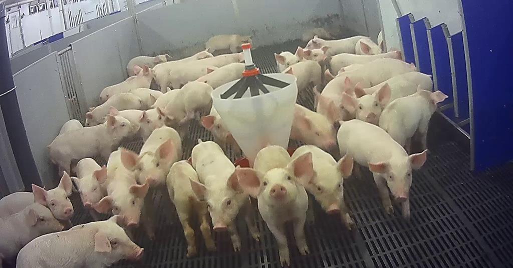 Animal welfare is in crisis; now is the time to be proactive | Comment ...