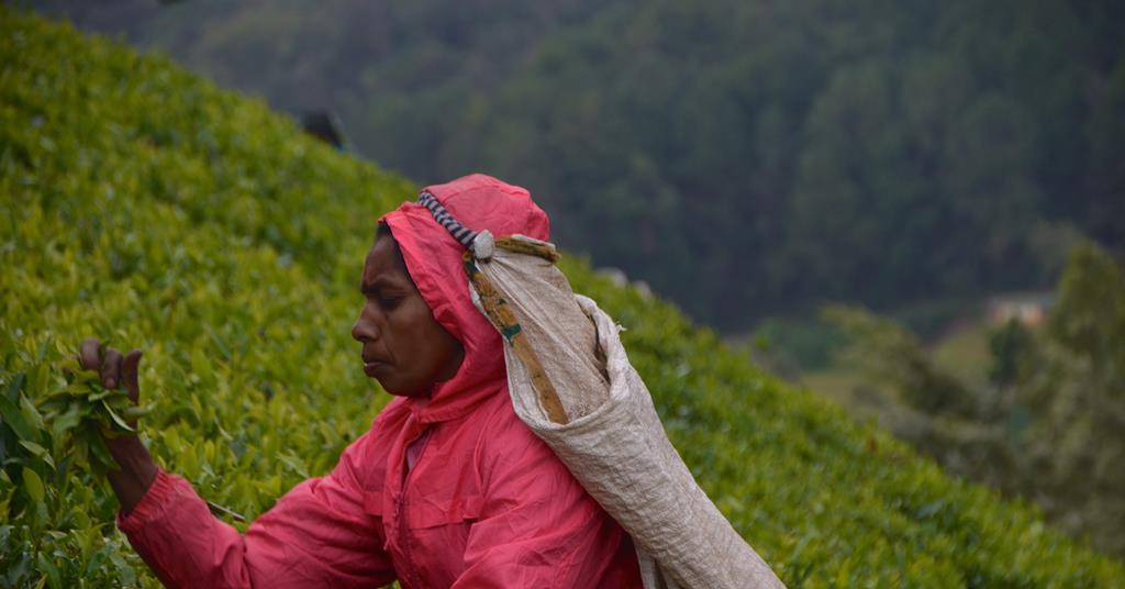 Sri Lankan economic collapse unlikely to affect British tea prices ...