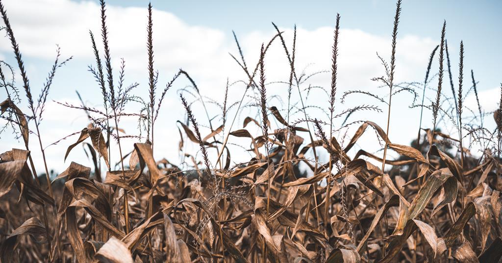 Crop shortages expected in coming months due to water scarcity, growers ...