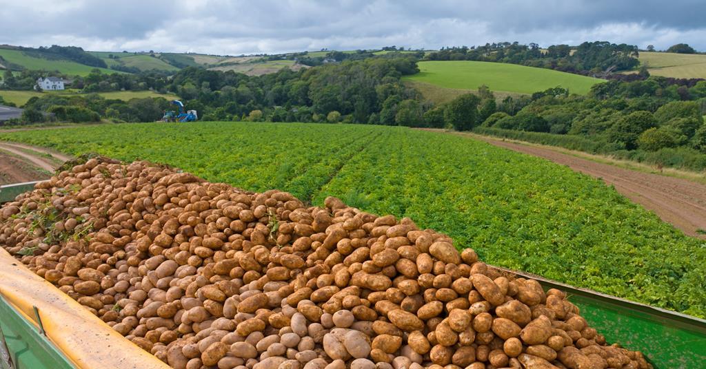 Hundreds of thousands of tonnes of UK potatoes 'dumped' | The Grocer