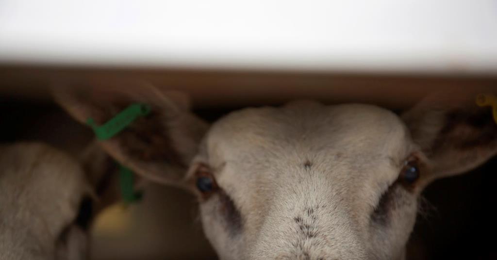 Animal welfare groups welcome plan to end livestock exports | News ...