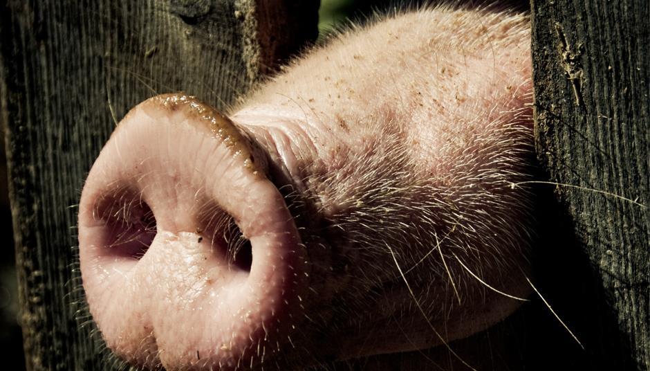 The mega pig farm that kicked up a mega stink | Analysis & Features ...