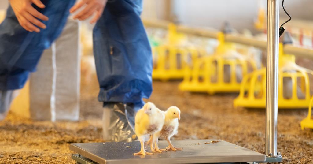 Poultry tech launched to enable full traceability across sector | News ...