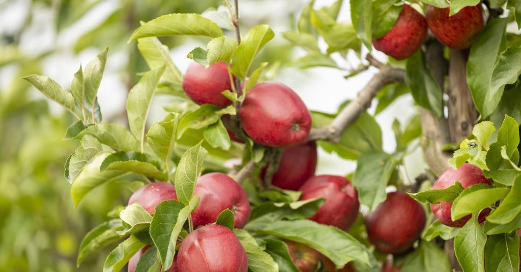 Only half of apple packs in major UK supermarkets are British, new data ...