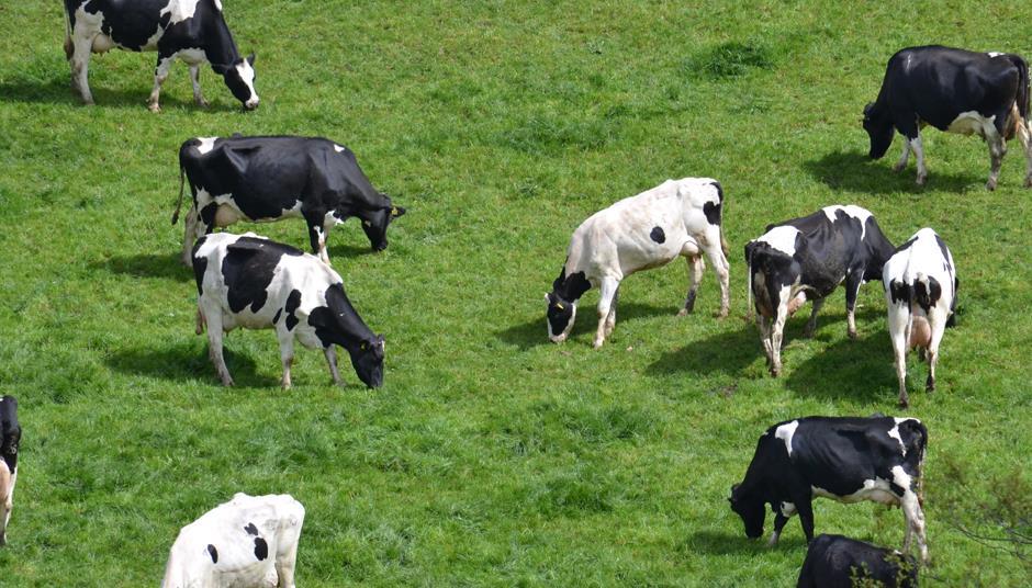Lower spring flush raises hopes of end to dairy crisis | News | The Grocer