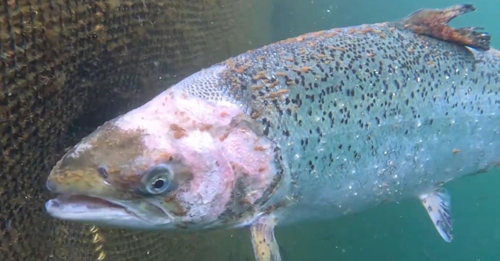 Demand for action after footage of abuse at Scottish salmon farm | The ...