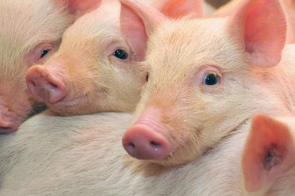 UK vulnerable to swine fever spread, meat body warns | News | The Grocer