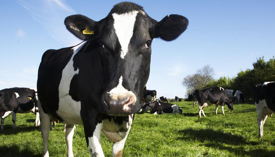 Food producers and manufacturers leading on animal welfare, report ...