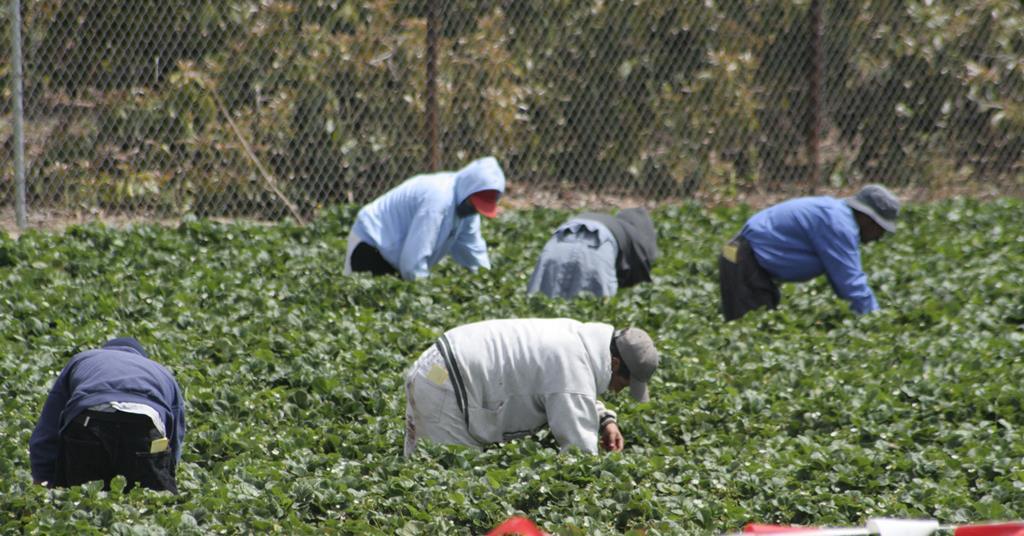 Forced labour in food supply chains on the rise, charity data shows ...