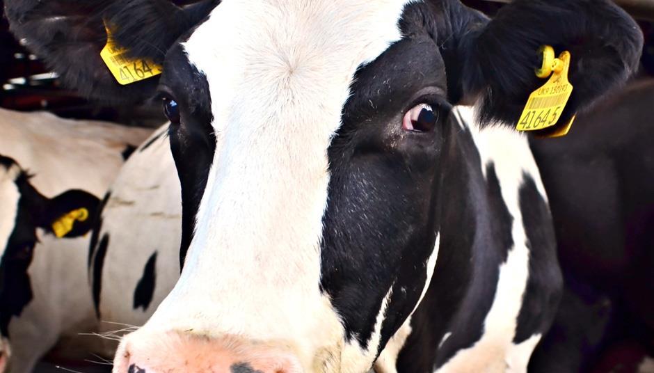 Nominate your sustainable dairy heroes: deadline extended | News | The ...
