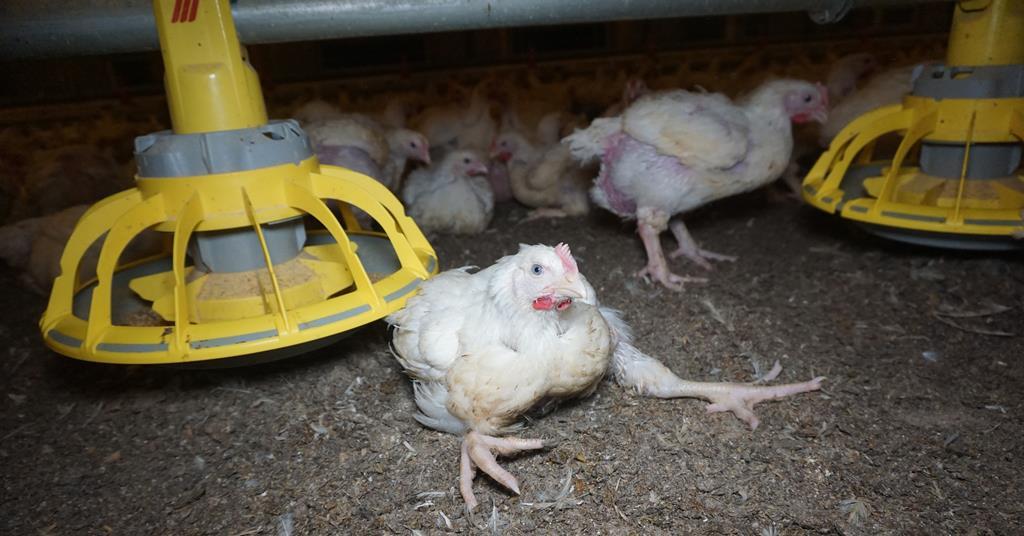 Avara Foods under fire over poultry welfare after 'extreme suffering ...