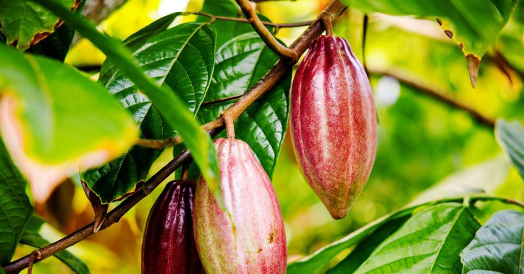 Nestlé boosts cocoa yield with novel patented technique | The Grocer