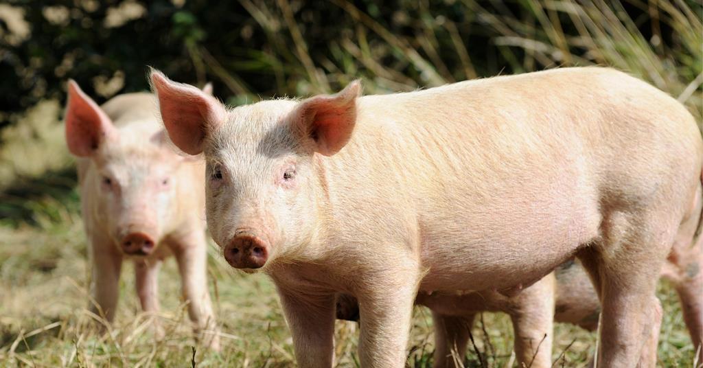 Shoppers would pay more for better animal welfare, says stufy | The Grocer