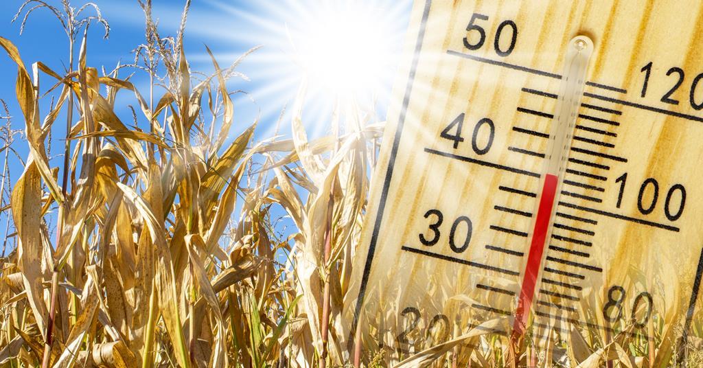 What food and drink will the UK grow as temperatures rise? | Analysis ...