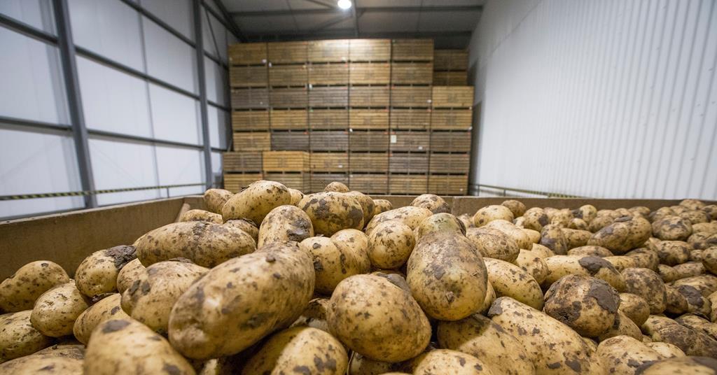 EU seed spud ban leads to unsold stocks in Scotland | News | The Grocer