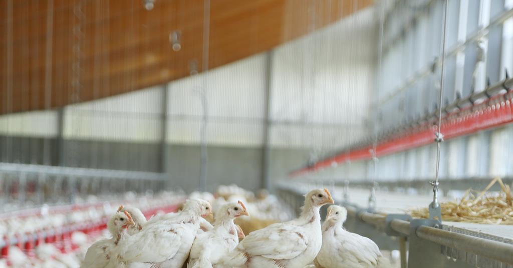 2 Sisters hits major high-welfare chicken production milestone | News ...