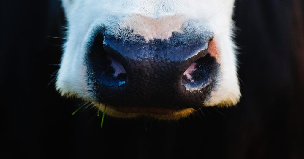 Where’s the no-deal Brexit plan to prevent animal culls and food ...