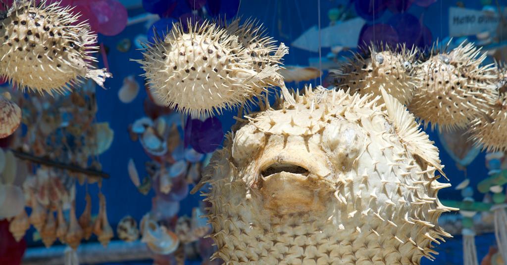 Conflict at work: how to manage it and prevent the blowfish | Comment ...