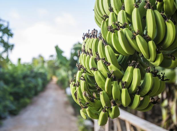 Banana Defects An Efficient And Lightweight Banana Detection And