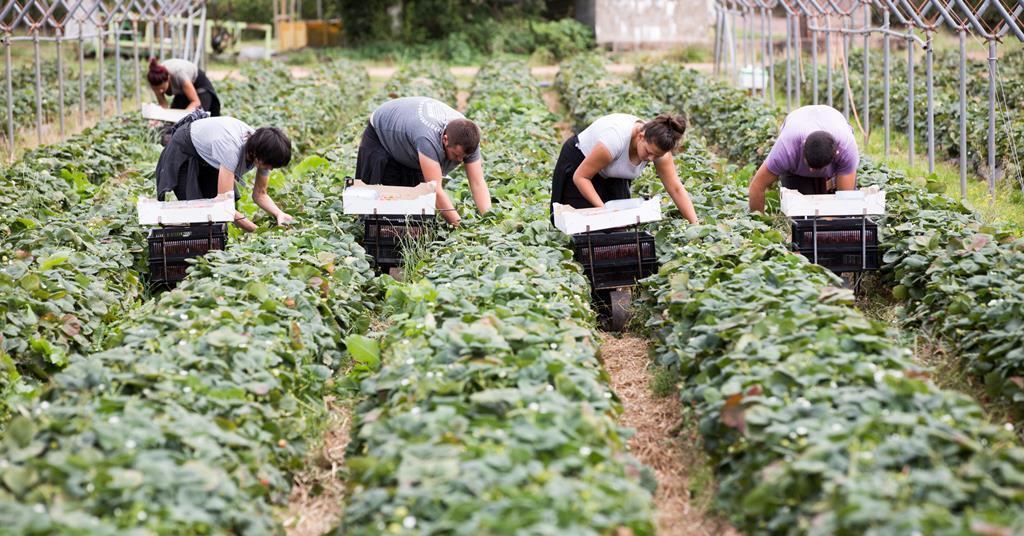Pick for Britain scheme for UK-based farm workers scrapped | News | The ...