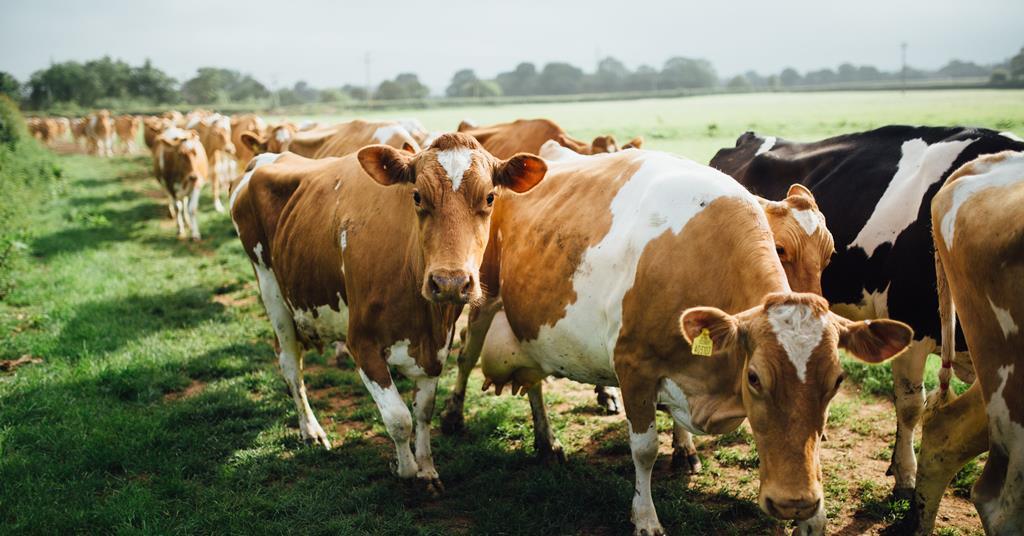 The Estate Dairy: moving milk from commodity to craft | Analysis ...