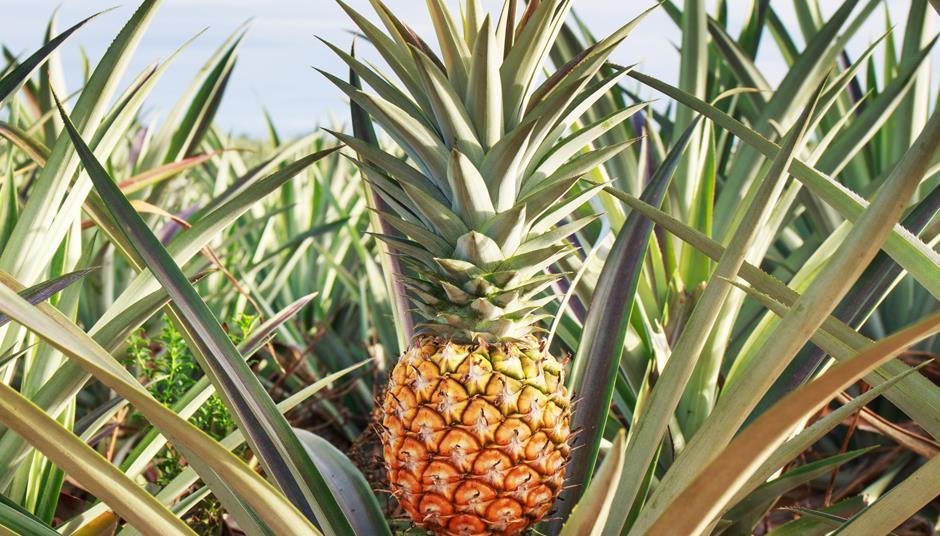 Fyffes urged to pressure pineapple supplier accused of abuses | News ...