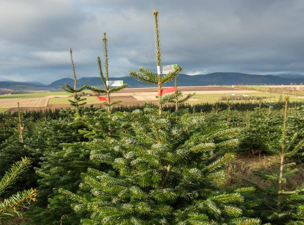 Waitrose Christmas trees arrive in store as beef sales soar News The Grocer