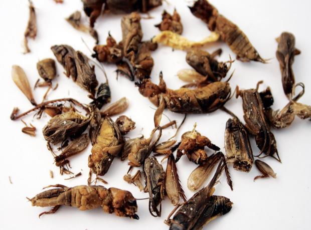 Rob Brown’s bushtucker taste test | Analysis & Features | The Grocer