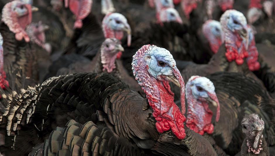 Singh invests in Irish turkey firm for private portfolio | News | The ...