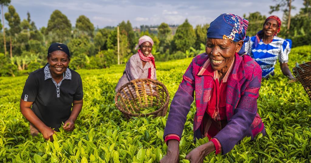 Lipton Teas & Infusions co-funds tea academy in Kenya | The Grocer